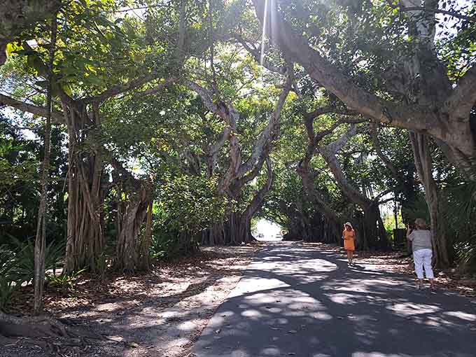 These tree-lined paths offer the perfect setting for contemplating everything you've just learned, assuming you can stop taking photos long enough to actually contemplate anything.