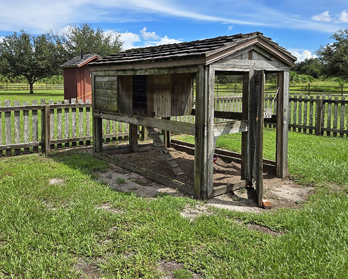 This chicken coop represents walking breakfast, lunch, and dinner for pioneer families who used every part from eggs to feathers.