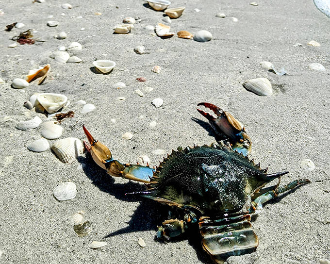 This blue crab didn't make it to dinner &ndash; it became dinner, part of the endless cycle of life playing out on Gasparilla's shores.