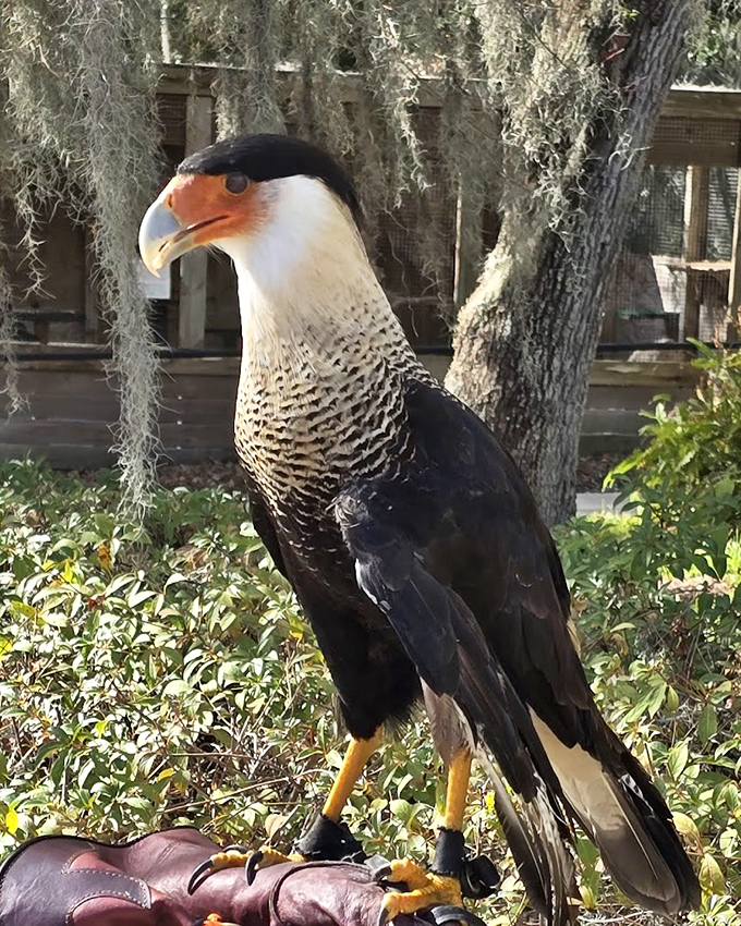 A caracara poses with regal indifference, its striking markings and powerful presence commanding respect from all who visit.