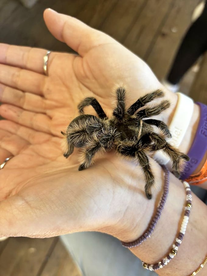 This tarantula isn't as scary as it looks &ndash; it's just misunderstood, like that one relative at Thanksgiving who keeps bringing up politics.