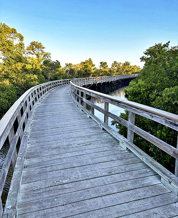Golden hour transforms ordinary wood into something magical, as the boardwalk curves through mangroves bathed in late afternoon light.