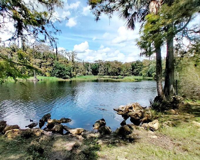 Nature's infinity pool &ndash; where cypress sentinels stand guard and the water holds secrets older than human memory.