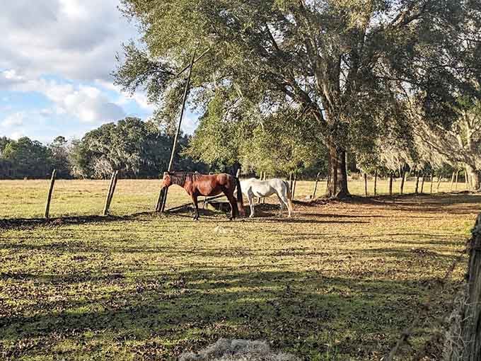 Livestock living their best 19th-century lives, blissfully unaware that most modern horses have better healthcare than some people.