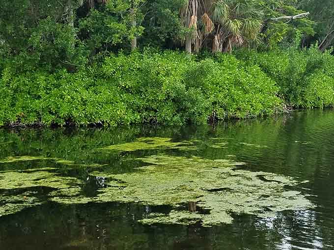 Where water meets land and green meets blue, the swamp ecosystem thrives in its beautiful, slightly mysterious way.