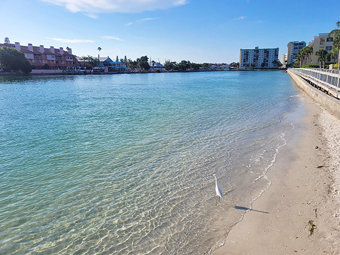 Nature's local resident takes a shoreline stroll, proving even wildlife appreciates Treasure Island's pristine waters.