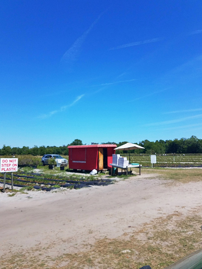 The humble farm stand marks your arrival at strawberry paradise, where picking adventures await just beyond.