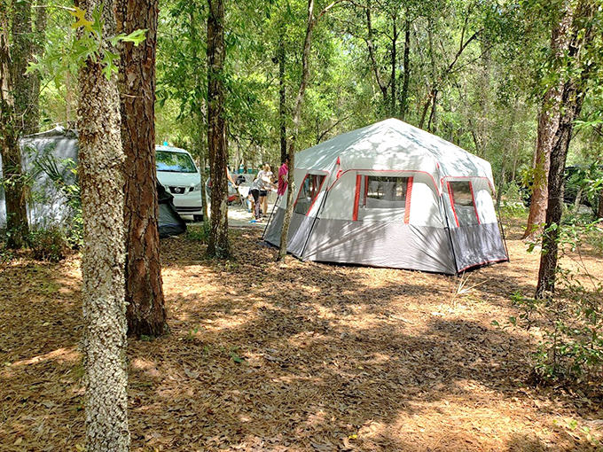 Camping among giants: These forest accommodations offer five-million-star lodging under a canopy that's been perfecting its look for centuries.