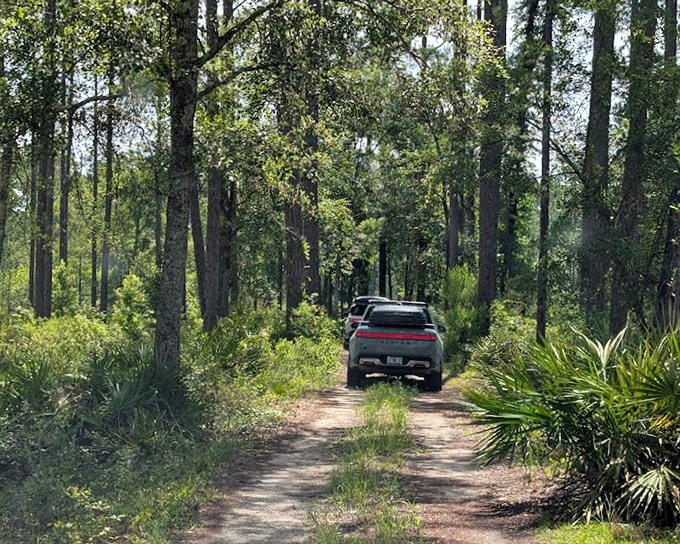 Your chariot awaits &ndash; this forest road beckons adventure seekers into a green tunnel where cell service fades and wonder grows.