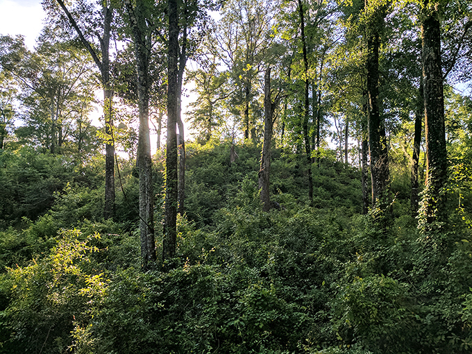 Forest: Dappled sunlight plays through a primeval forest that has witnessed centuries of human history, standing silent guard over ancient secrets.
