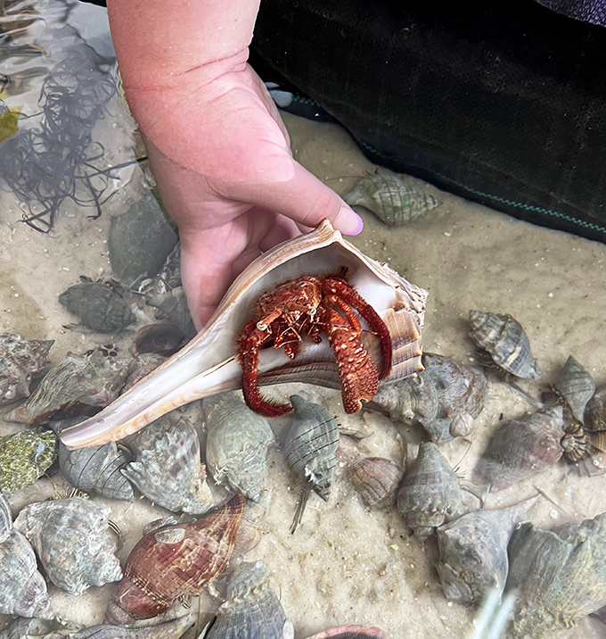 Hermit crabs are basically the ultimate minimalists, carrying their entire homes around and upgrading when necessary, which is honestly inspiring.
