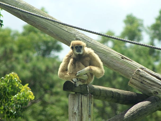 Curious eyes and nimble hands &ndash; this gibbon contemplates life from its wooden lookout, the perfect spot for people-watching.