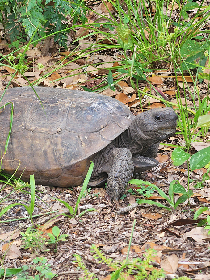 Slow and steady wins the race personified! This gopher tortoise demonstrates the unhurried pace that makes Withlacoochee River Park so refreshing.