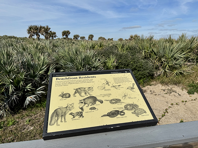 Nature's educational moment captured on this informational sign, where local wildlife gets the celebrity treatment they deserve.