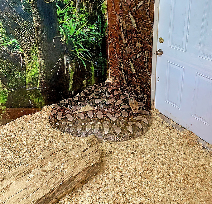 This impressive python reminds us that Florida's actual wildlife is strange enough without adding mythical creatures to the mix.
