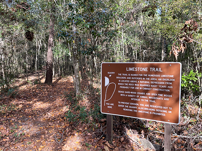 The Limestone Trail winds through terrain shaped by water's patient persistence, revealing Florida's geological story with every step.