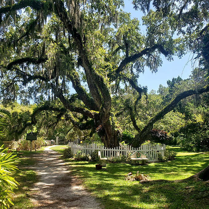 The massive live oak standing guard over the gardens like a benevolent giant, its branches draped in Spanish moss and its trunk hosting more gnome condos than a Florida retirement community.