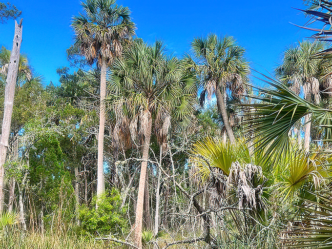 Palm fronds create nature's perfect frame around still waters &ndash; no filter needed for this Instagram-worthy moment.