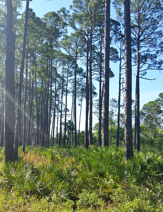 Sunlight filters through slash pines creating nature's own cathedral, complete with a choir of birdsong.