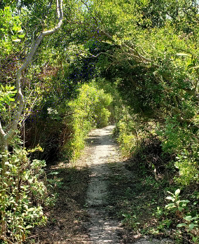 Sunlight creates a natural spotlight on this winding trail, where overhanging branches form a green tunnel into island adventures.