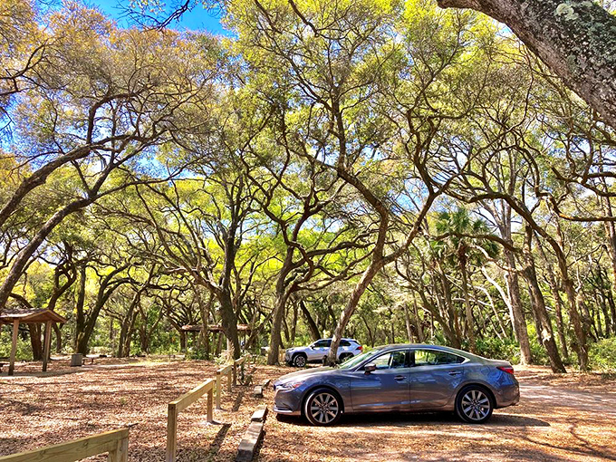 Vehicles rest beneath a cathedral of live oaks, their branches creating a natural parking garage far more impressive than any concrete structure.