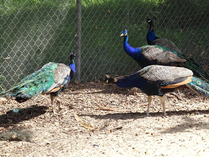 Peacocks strut their spectacular plumage, adding unexpected tropical flair to the preserve's diverse collection of animal ambassadors.