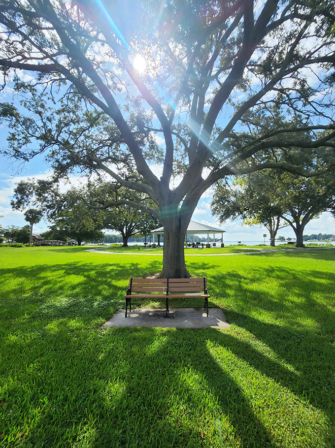 Beneath this magnificent oak, time slows to the rhythm of rustling leaves &ndash; nature's own meditation bench awaits.