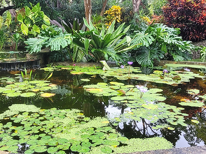 Water lilies create a living mosaic across the pond's surface, their perfect symmetry rivaling any human-made art installation.