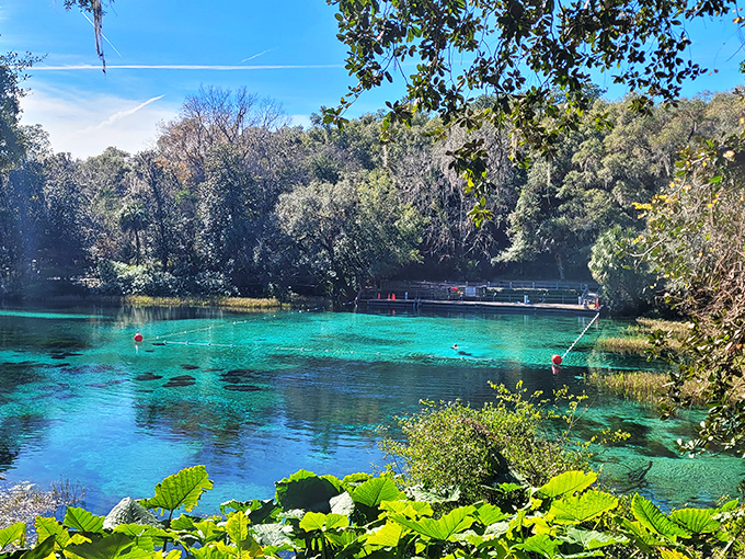Rainbow Springs State Park showcases Mother Nature's finest work &ndash; water so clear it looks Photoshopped in real life.