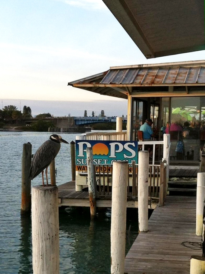 A yellow-crowned night heron stands sentinel outside Pop's Sunset Grill, where waterfront dining comes with feathered entertainment.