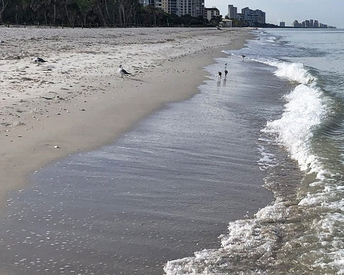 Coastal rhythm: Gentle waves kiss the shoreline in an endless courtship, while beachcombers search for treasures along the water's edge.