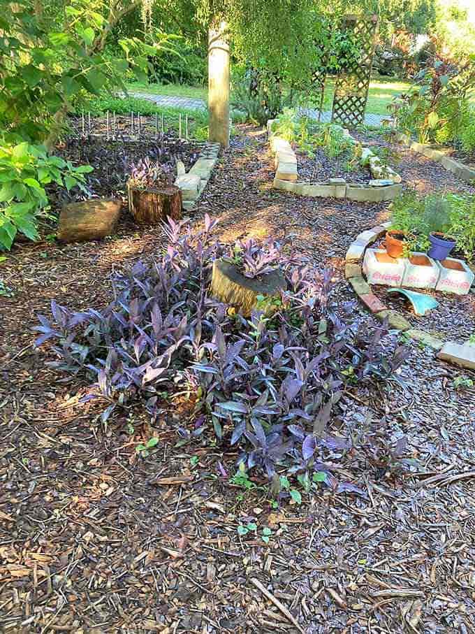 13. seminole heights community gardens purple queens