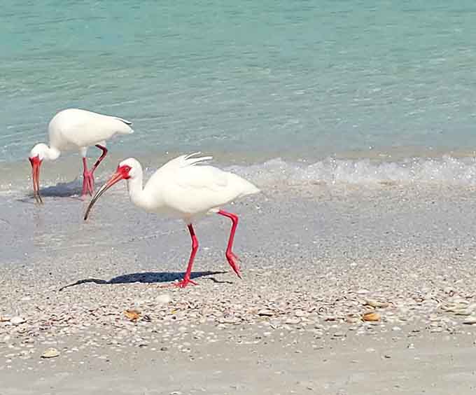 These white ibis strut along the shore like they own the place, which, let's be honest, they kind of do.
