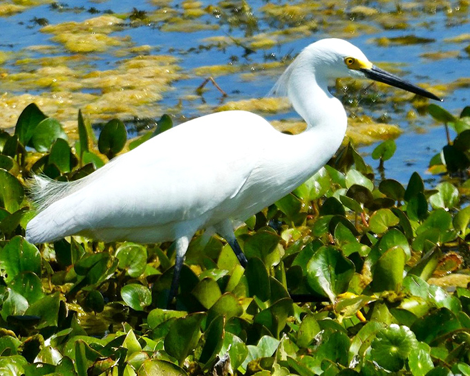A snowy egret picks its way through aquatic vegetation, its bright white plumage standing out like a beacon against the green marsh landscape.