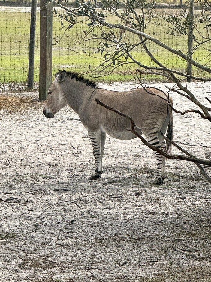 What a handsome creature! This fellow is rocking a subtle, beautiful ombre pattern on its legs, perfectly framed by the Florida scrub.