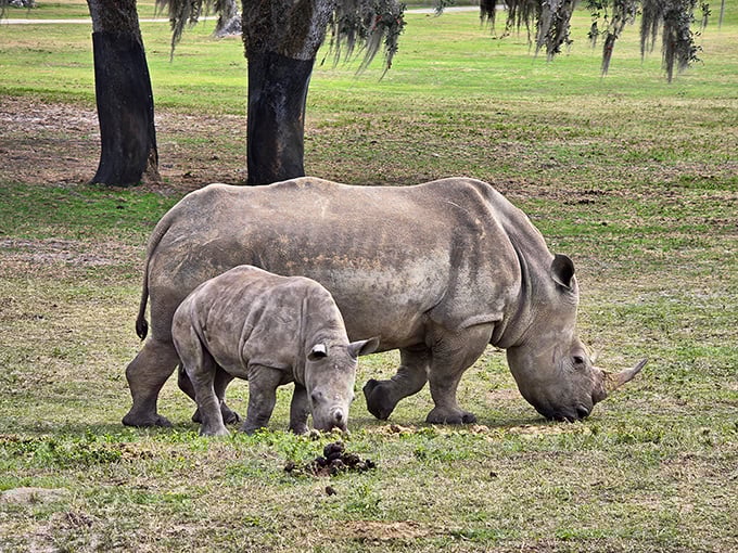 Prehistoric presence: A mother and baby southern white rhinoceros graze peacefully, their massive forms a powerful reminder of nature's enduring designs.