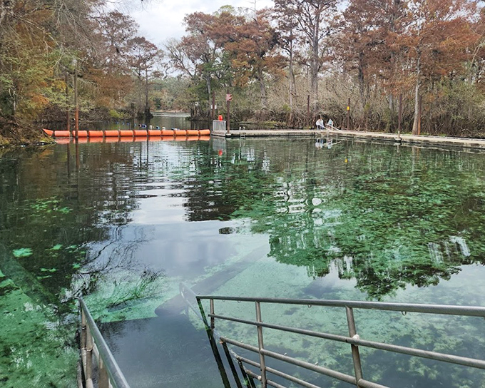 Swimming Area: Where locals escape Florida's infamous heat by plunging into consistently 72-degree waters &ndash; refreshing or freezing, depending on your origin state.