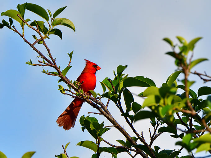 A cardinal perches like a red exclamation point against the sky, demanding attention and absolutely getting it.