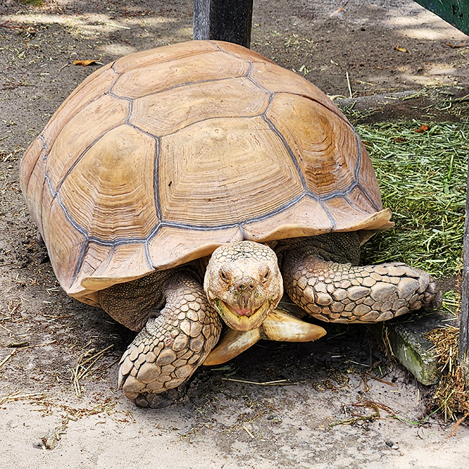"Slow and steady wins the race" isn't just a saying for this impressive tortoise &ndash; it's a life philosophy.