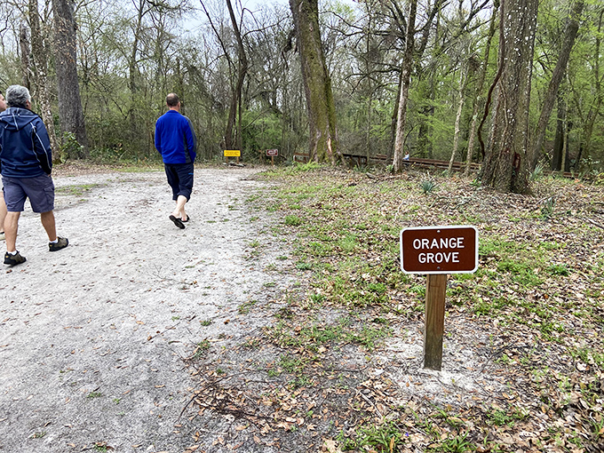 The Orange Grove Trail winds through dappled sunlight, whispering stories of Florida's agricultural past to those who pause to listen.