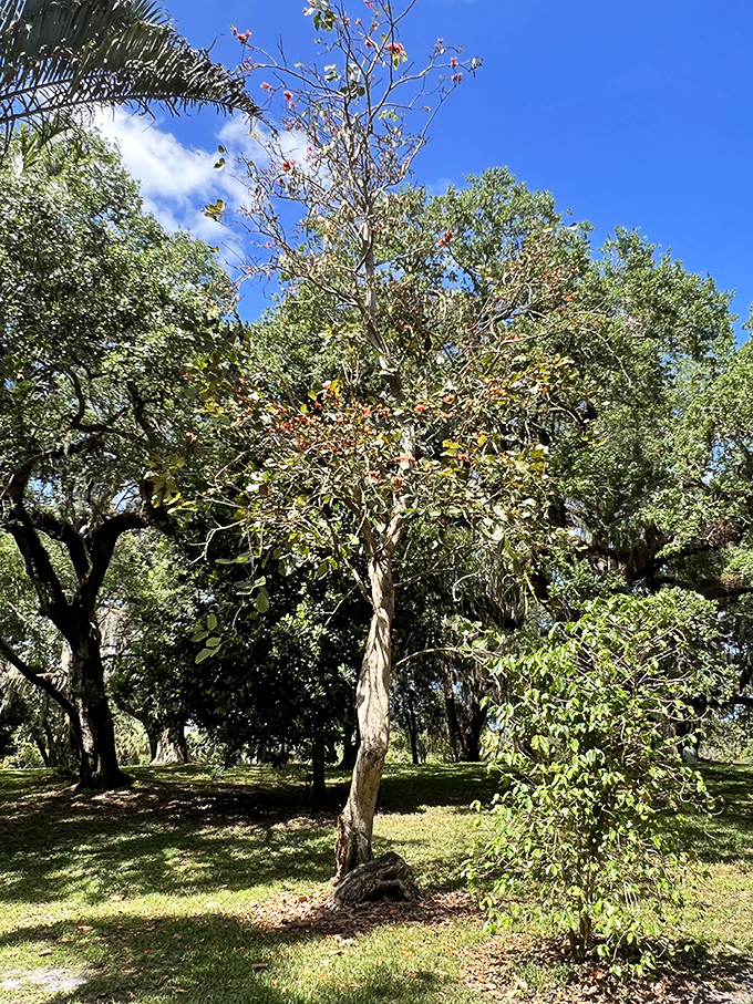 Looking up at Florida's giants makes you feel wonderfully small, as these ancient trees have witnessed decades of history while quietly growing skyward.