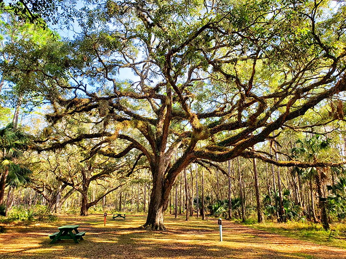 Trout Lake Nature Center's ancient oak spreads its arms wide, offering shade and serenity to generations of nature lovers.