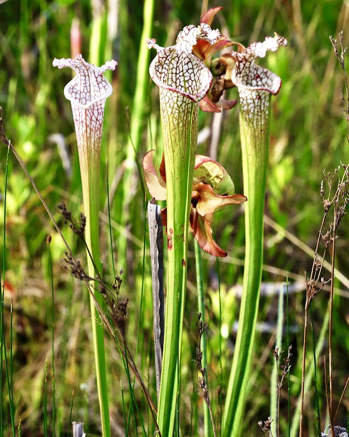 These elegant white-topped pitcher plants look innocent enough &ndash; until you're a fly looking for a quick sip of nectar.