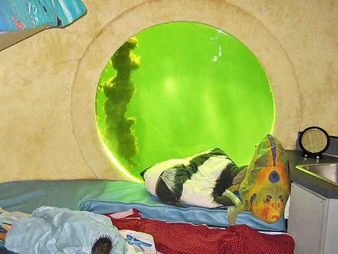 Algae creates a natural filter for the sunlight, casting an ethereal green glow throughout the underwater habitat.