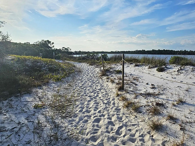Follow the sandy breadcrumbs between dune grasses and you'll discover where the forest whispers secrets to the sea.