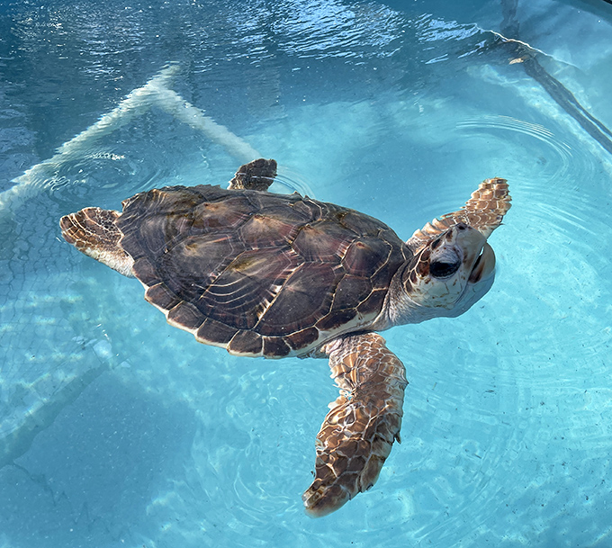 A rehabilitated turtle glides through crystal-clear water, each graceful movement a testament to the healing that happens within these walls.
