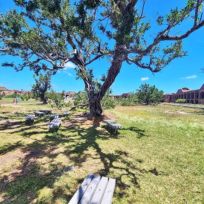 These simple benches beneath ancient trees offer shaded respite from the tropical sun, perfect for contemplating both history and natural beauty.