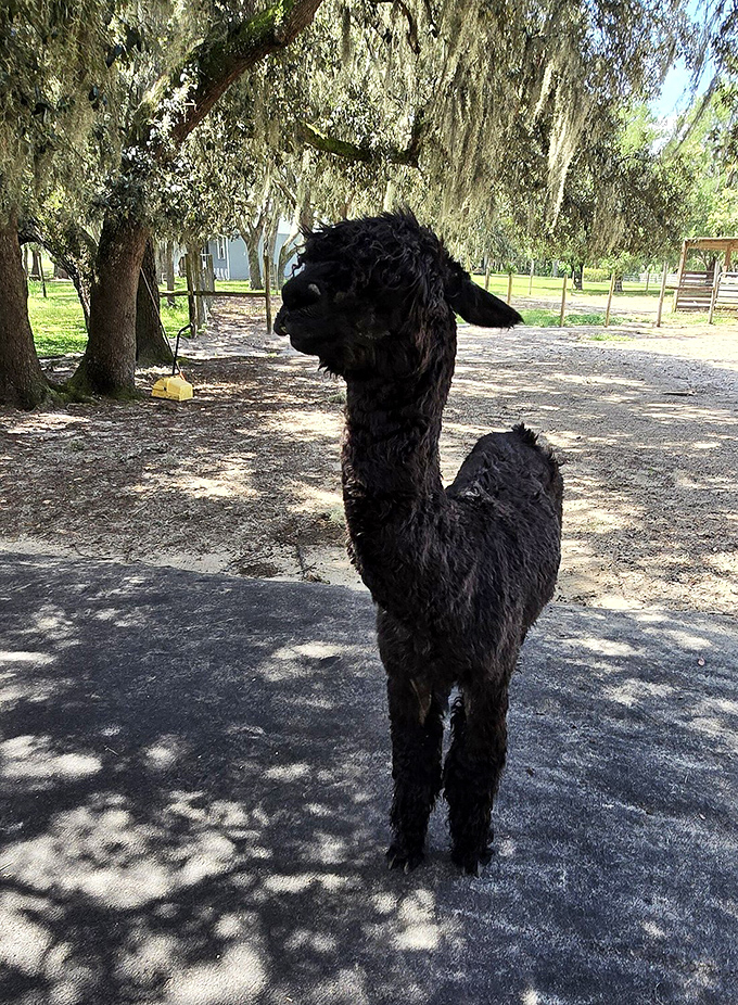 The farm's distinguished gentleman strikes a pose that perfectly captures the alpaca paradox: simultaneously dignified and utterly adorable.