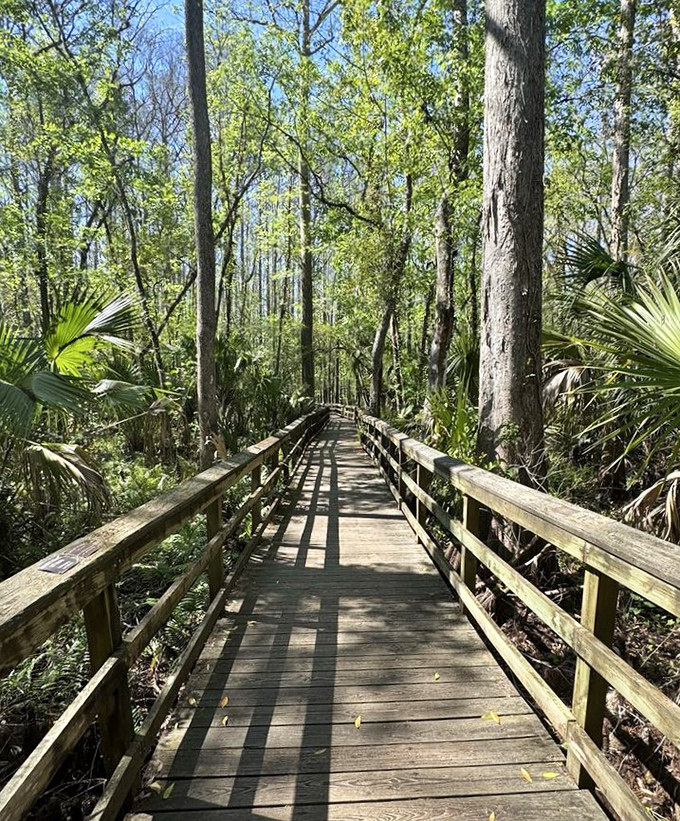 The boardwalk winds through a cypress forest like a wooden river, carrying visitors above the swampy terrain into nature's embrace.
