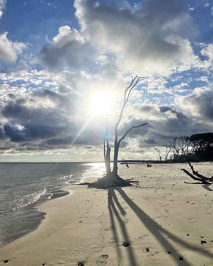 A solitary tree stands sentinel at the water's edge, casting dramatic shadows across the pristine sandy shore.